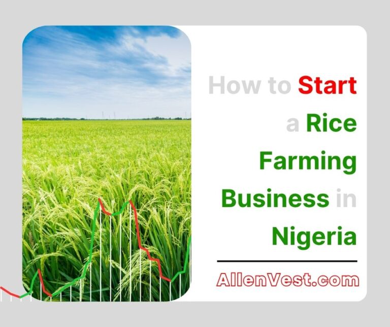 How to Start a Rice Farming Business in Nigeria - AllenVest